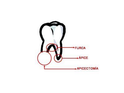 Definición de Ápice
