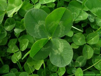 Definición de Trébol