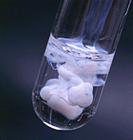 Definición de Alícuota