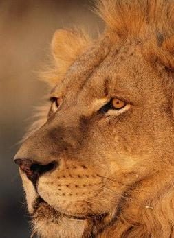 Definición de León