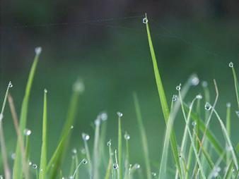 Definición de Rocío